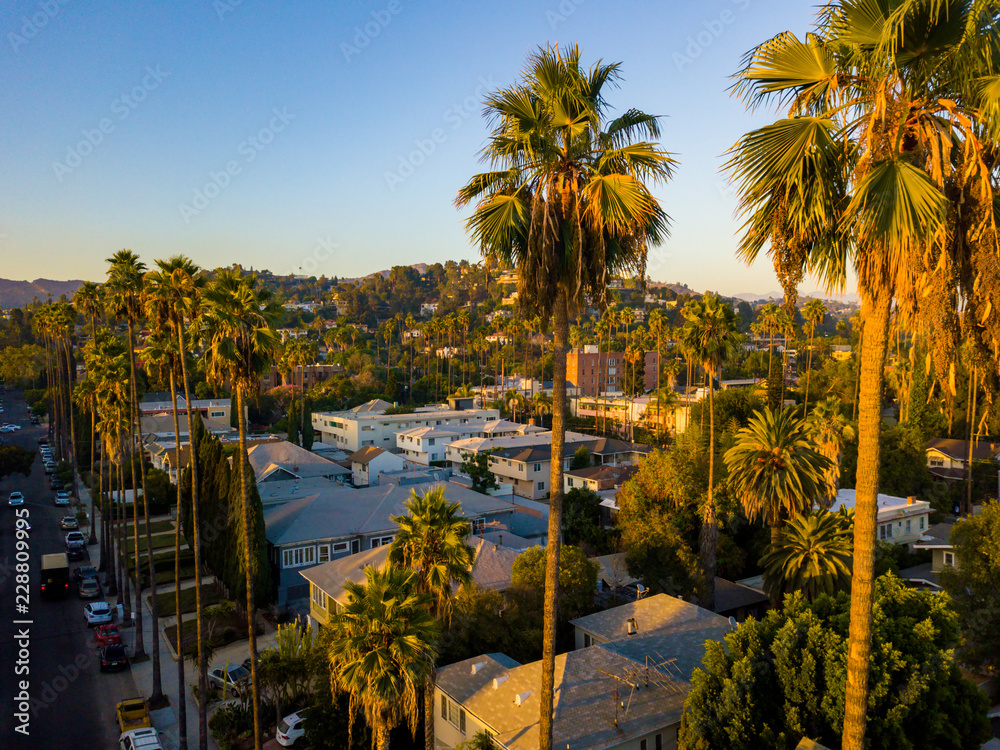 Hollywood Skyline Palm Trees