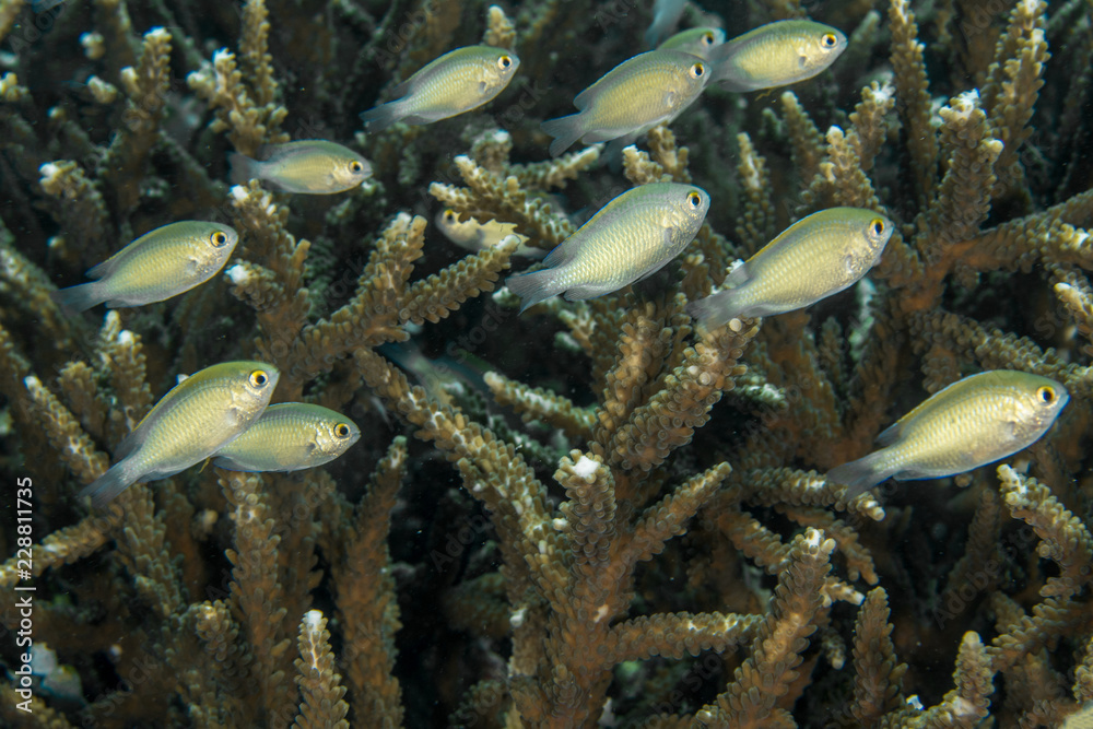 Brown Chromis, Multilineata. Stock Photo | Adobe Stock