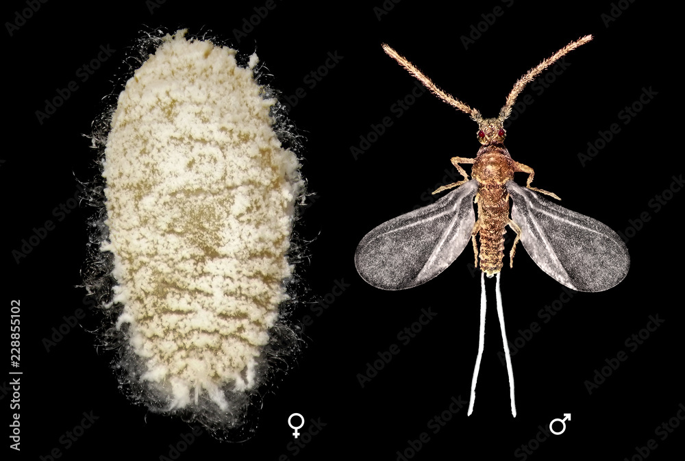 Papaya mealybug, Paracoccus marginatus (Hemiptera: Pseudococcidae ...