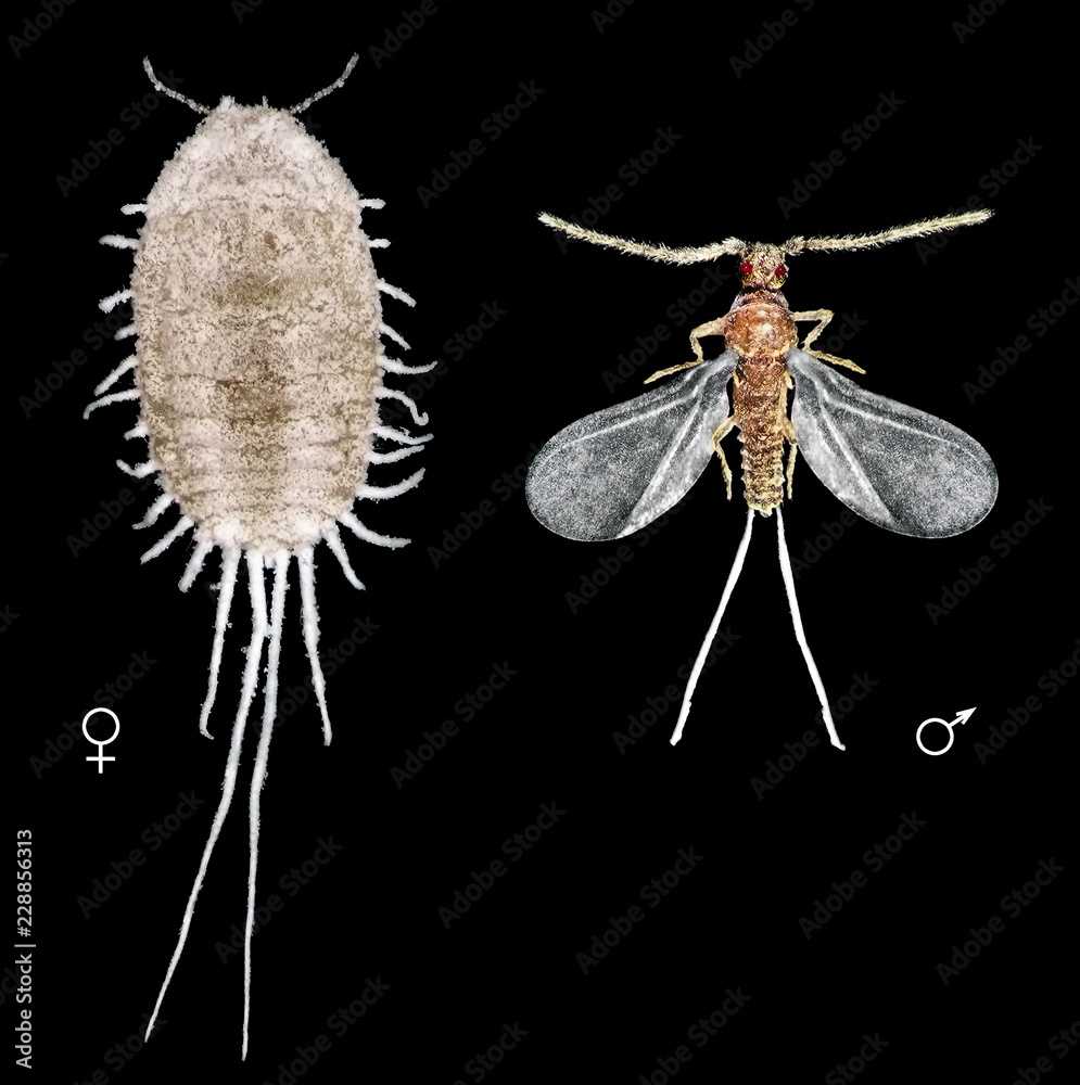Long-tailed mealybug, Pseudococcus longispinus (Hemiptera ...