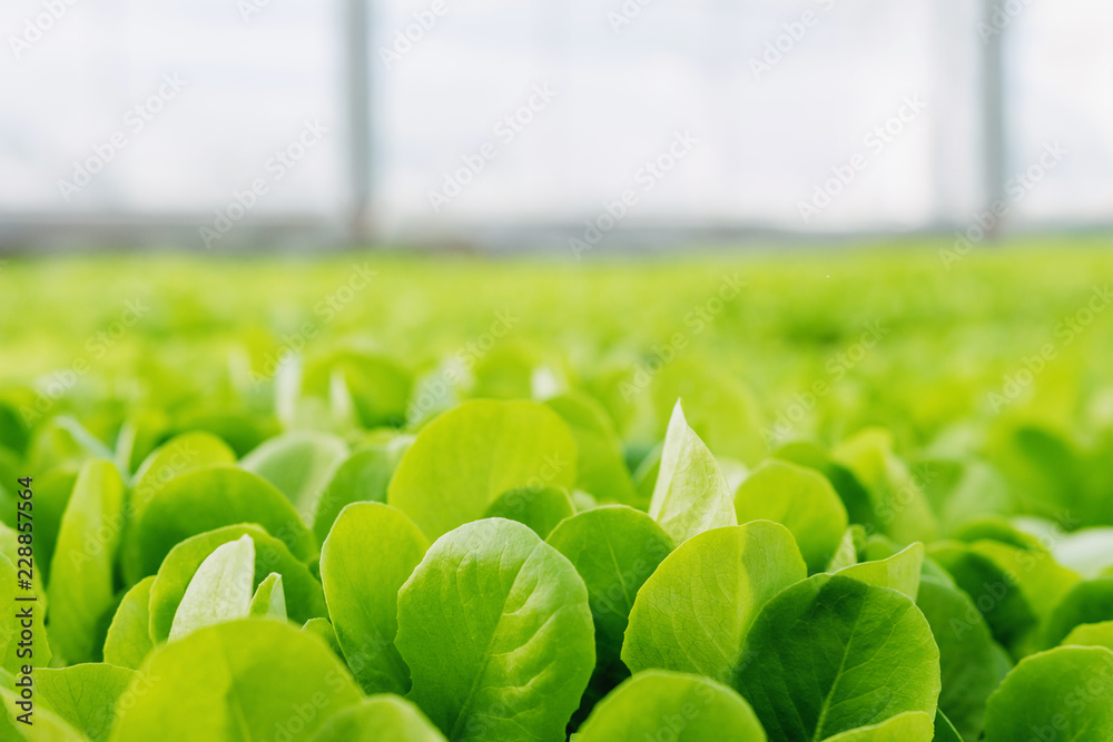 Lettuce seedlings, Green lettuce plants vegetable background. Lettuce ...