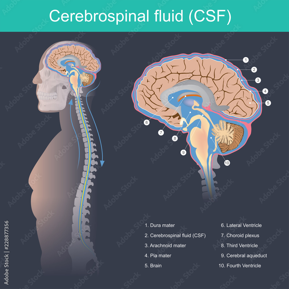 Cerebrospinal fluid. Cerebrospinal fluid (CSF) It protects the brain ...
