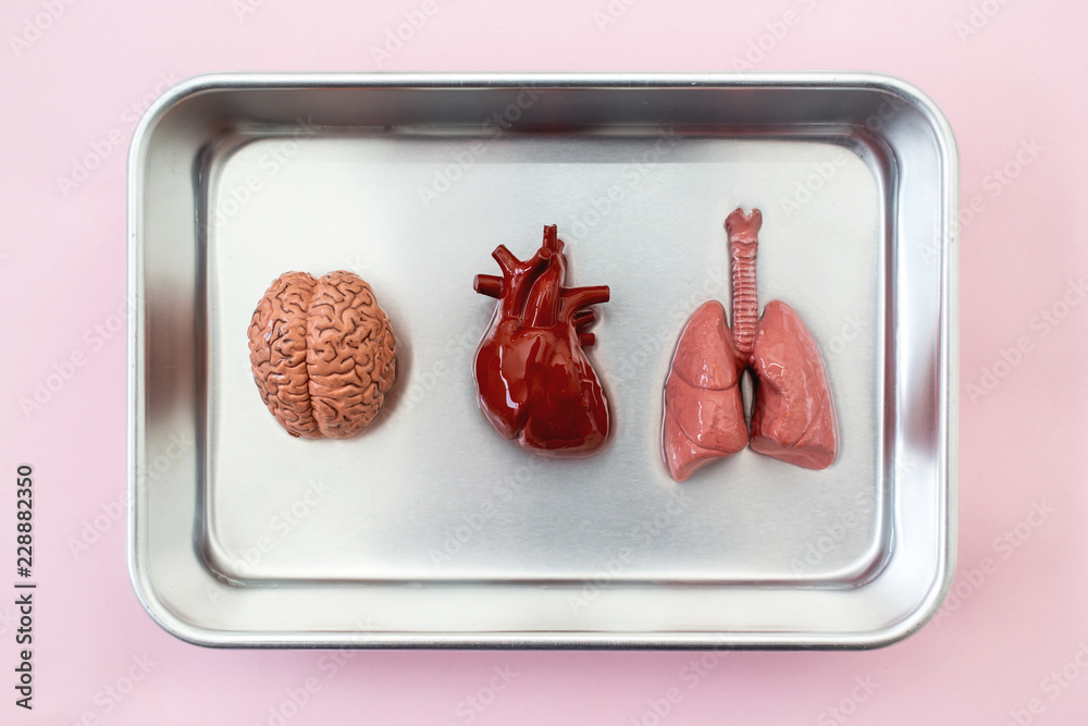 Human internal organs on metal plate ready for organ transplant. Stock ...