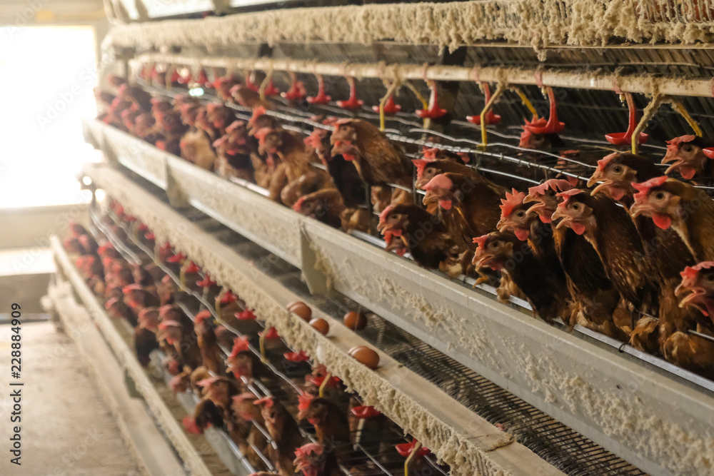 (noise and blur some chicken) Layer Chickens with Multilevel production ...