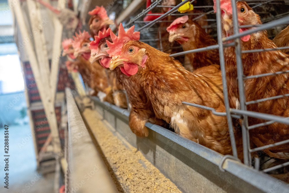 (noise and blur some chicken) Layer Chickens with Multilevel production ...