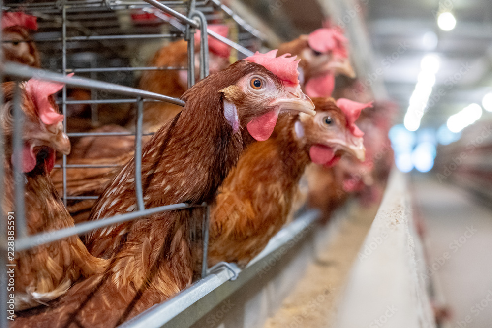 (noise and blur some chicken) Layer Chickens with Multilevel production ...