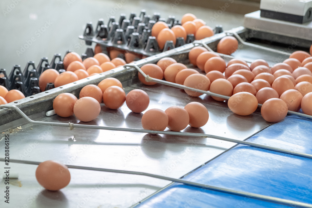 (noise and blur some chicken) Layer Chickens with Multilevel production ...