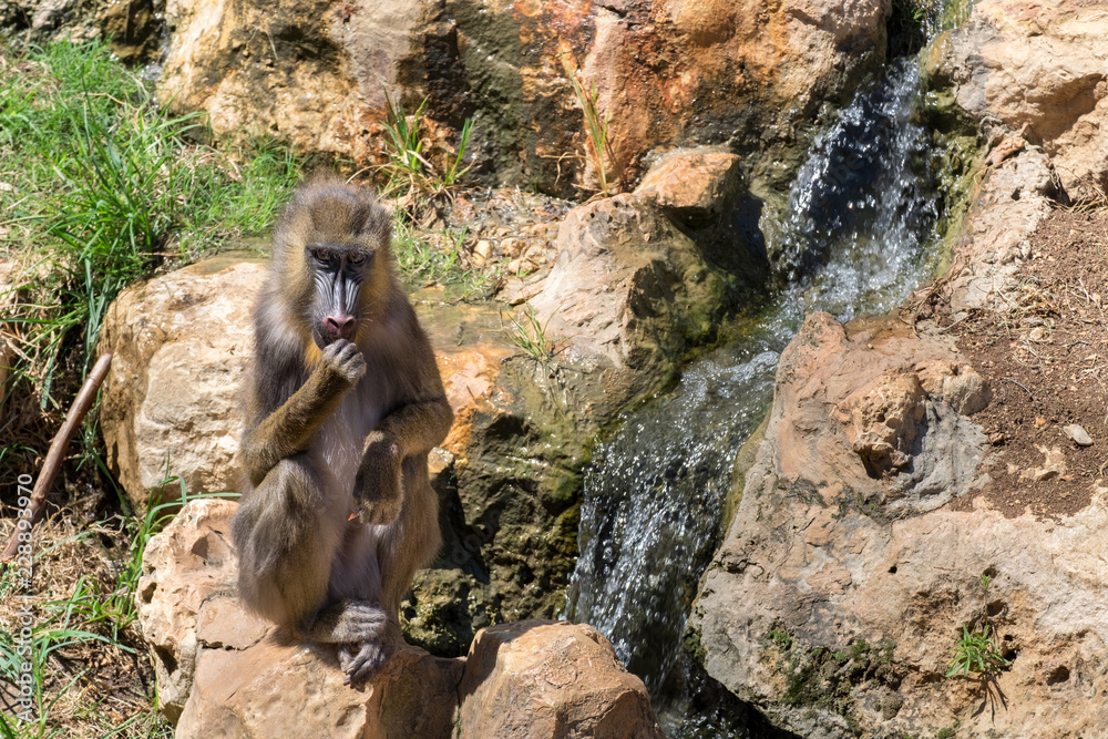 Mandrill (Mandrillus sphinx) is a primate of the Old World monkey ...