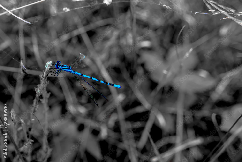 Blue riverdamsel is also known as the blue sprite and blue grass dart ...