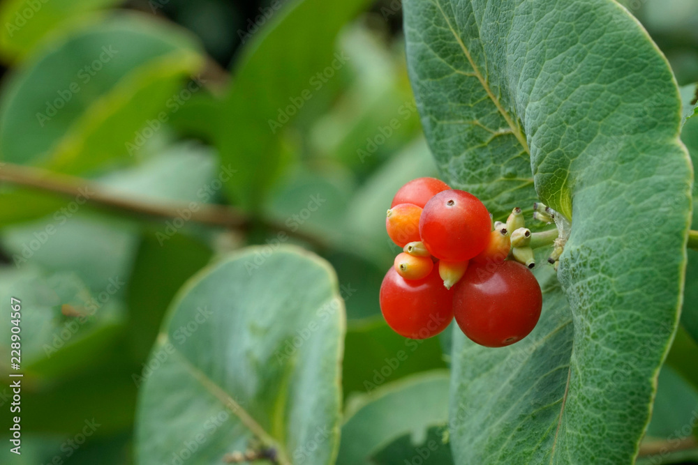 Lonicera Caprifolium