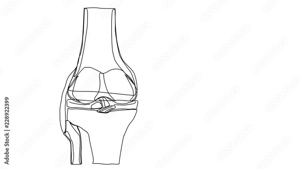 Animated sketch vector drawing doodle of knee joint anatomy bones ...