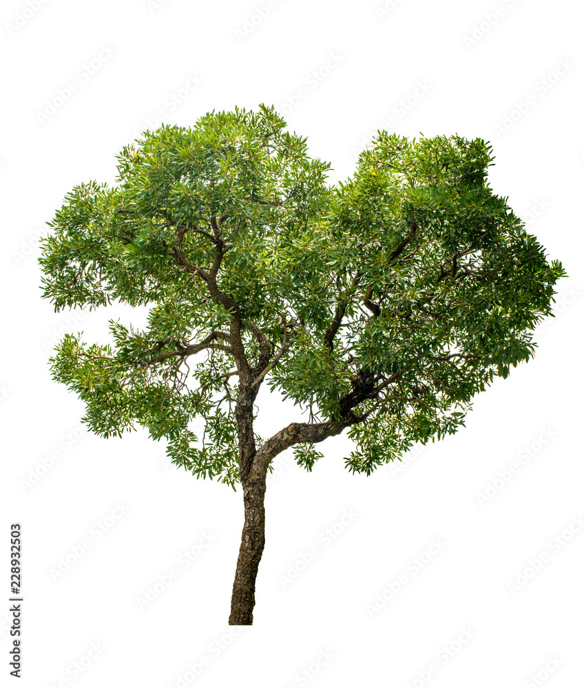 The tree is completely separated from the white ba background ...