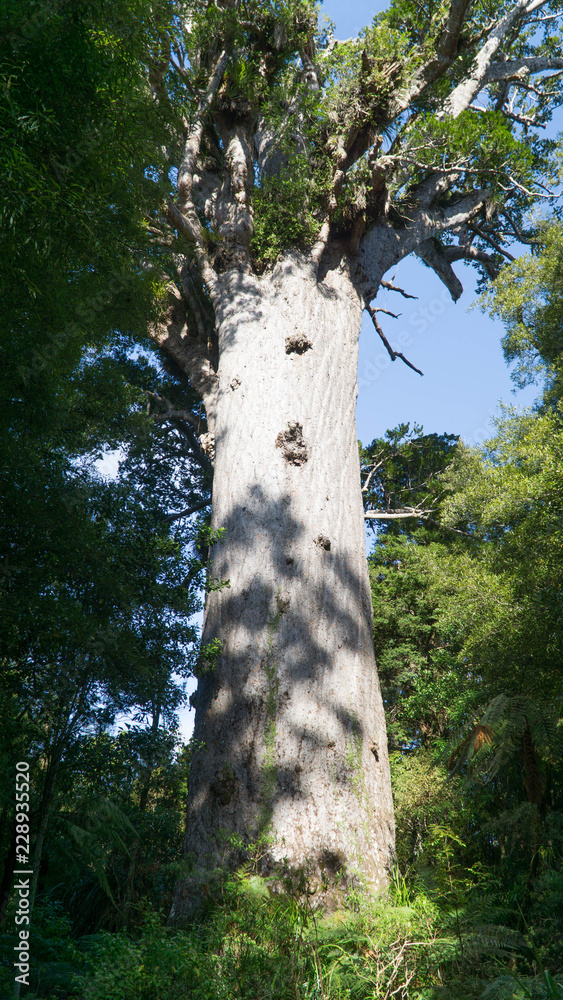 The tallest giant kauri tree Tane Mahuta in Waipoua forest, New Zealand ...