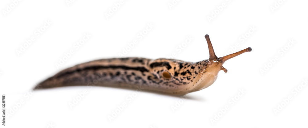 Limax maximus, literally, 'biggest slug', known by the common names ...