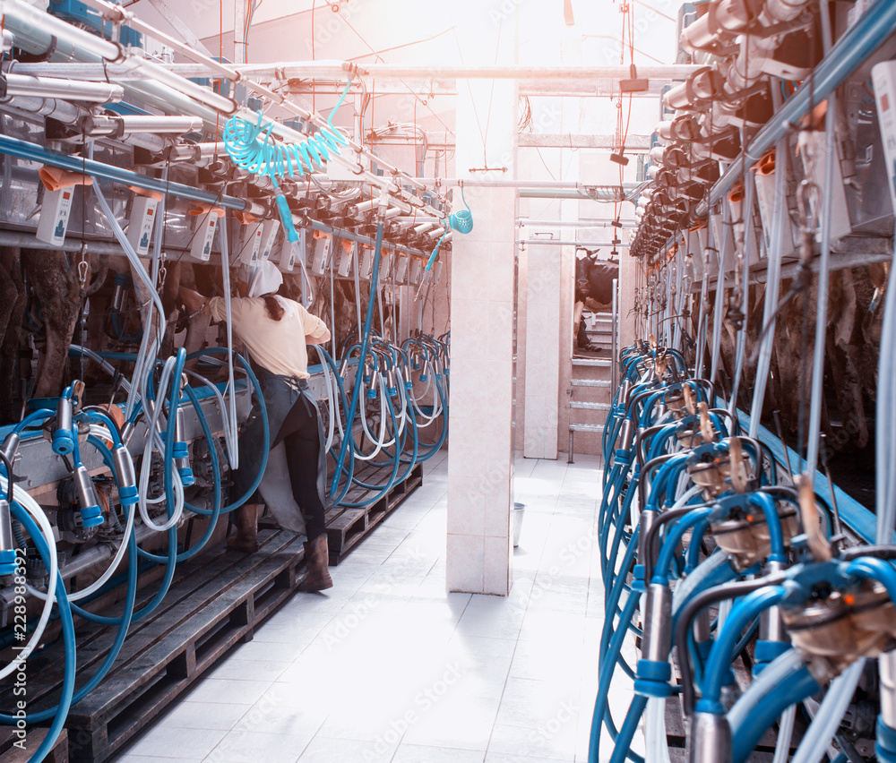 A modern dairy farm for milking cows and harvesting milk, the milkmaid ...