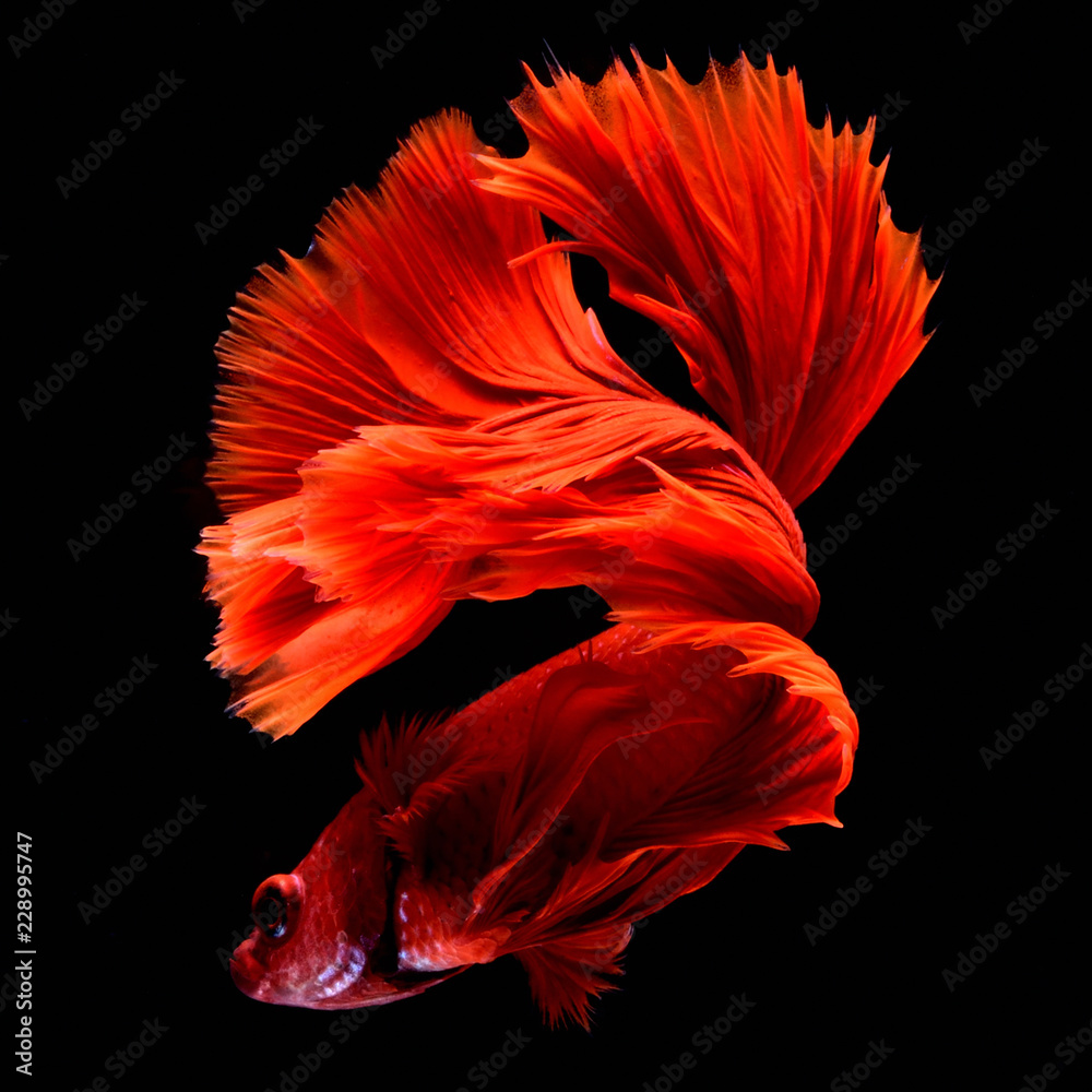 Red Betta Siamese fighting fish. Fins and tail like long skirts, half ...