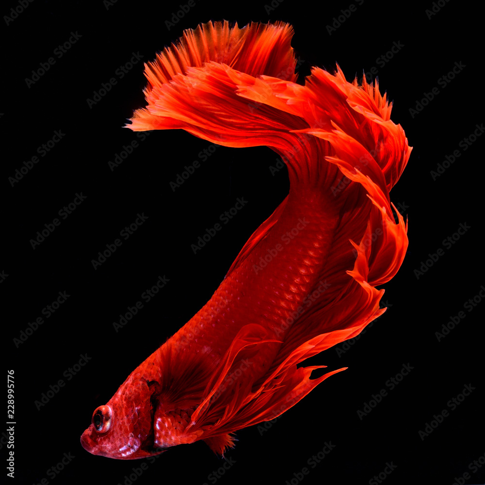 Red Betta Siamese fighting fish. Fins and tail like long skirts, half ...