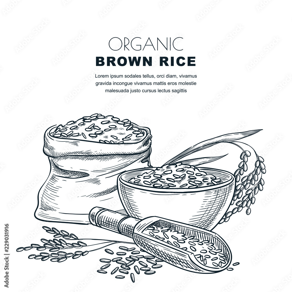 Rice label design template. Sketch vector illustration of cereal ears ...