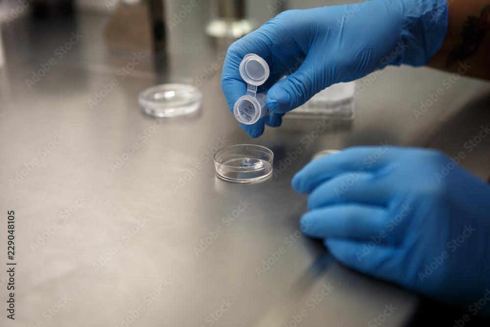 The process of artificial insemination in IVF clinic. Hands doctor in ...