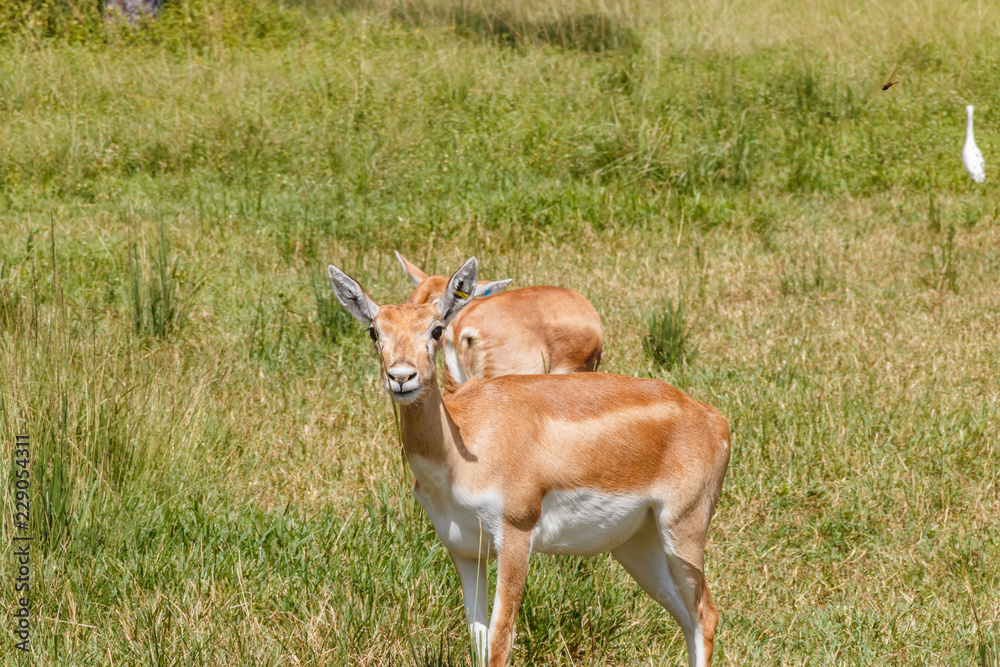 Female Blackbuck