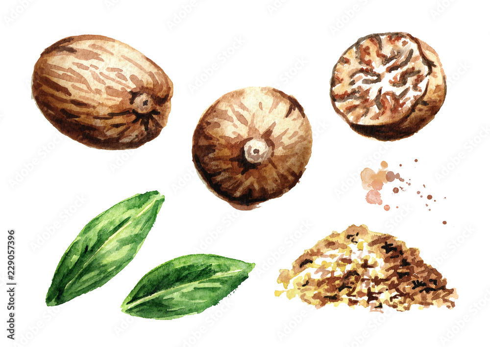 Nutmeg nut and powder design elements. Watercolor hand drawn ...