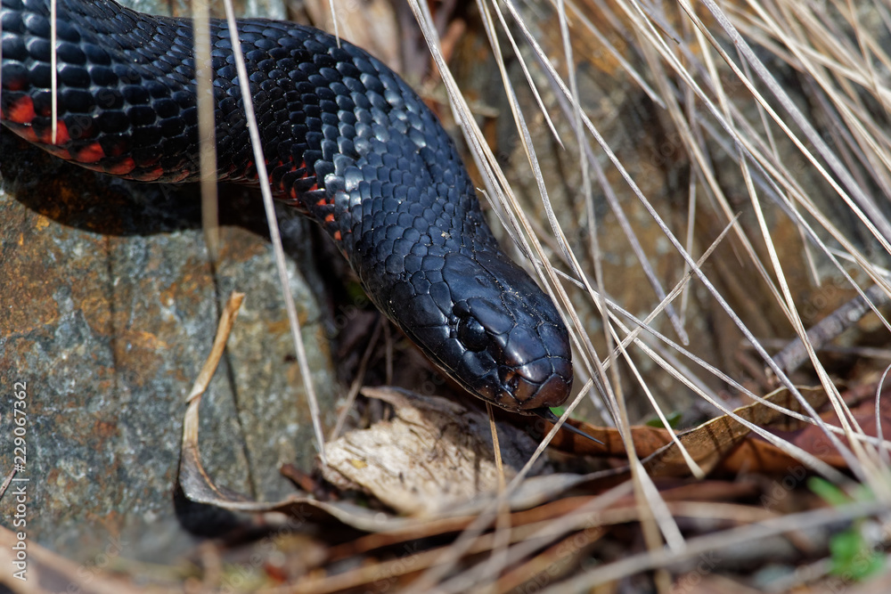 Red-bellied Black Snake - Pseudechis porphyriacus species of elapid ...