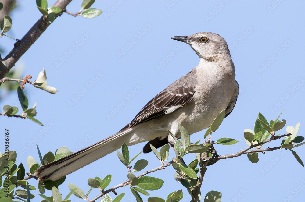 Northern Mockingbird Stock Photo | Adobe Stock