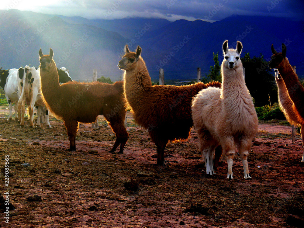 llamas Stock Photo | Adobe Stock