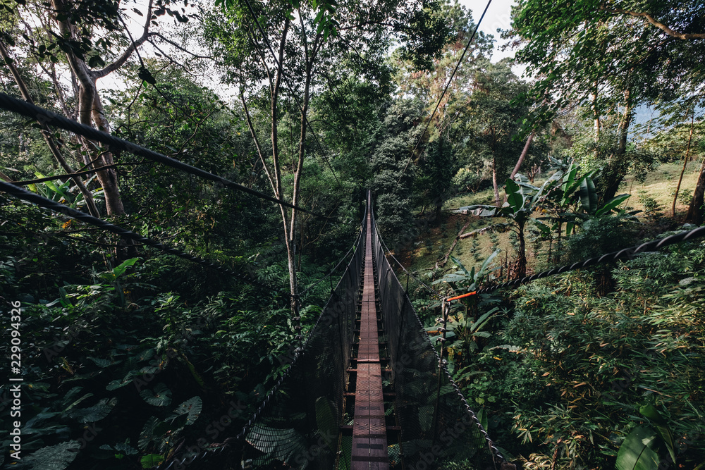 canopy walk (tree top walk), new activity for travel in the forest by ...