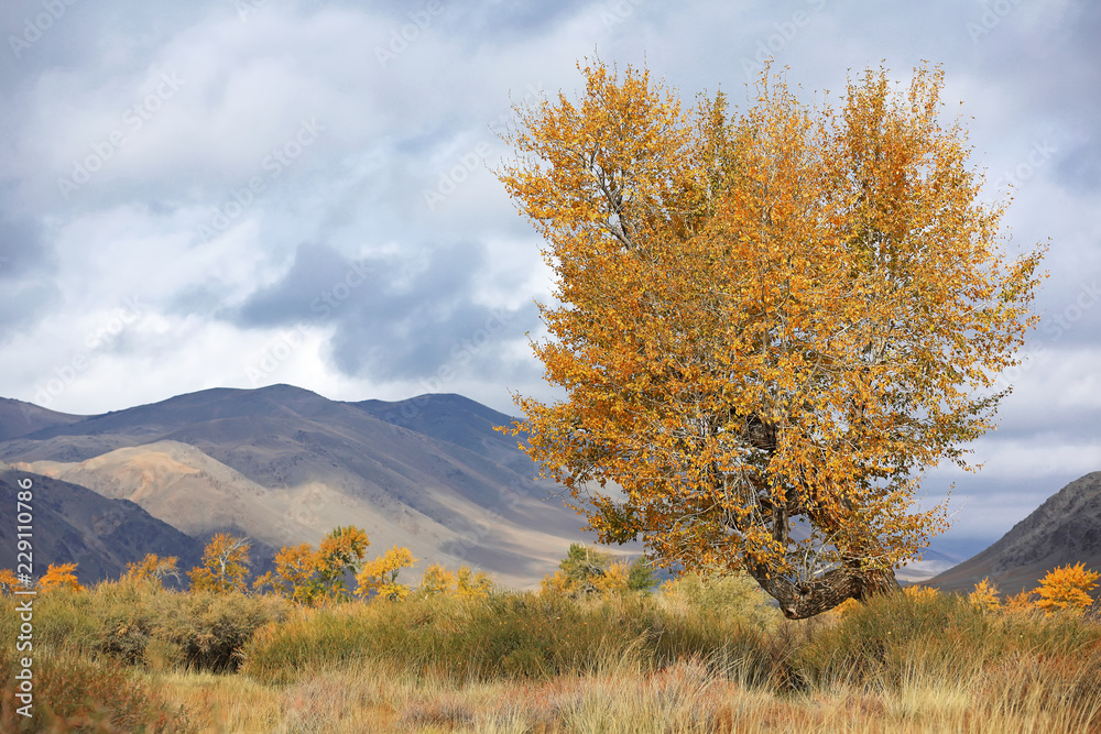 Autumn trees with nature mountain near the Khovd river at Western ...