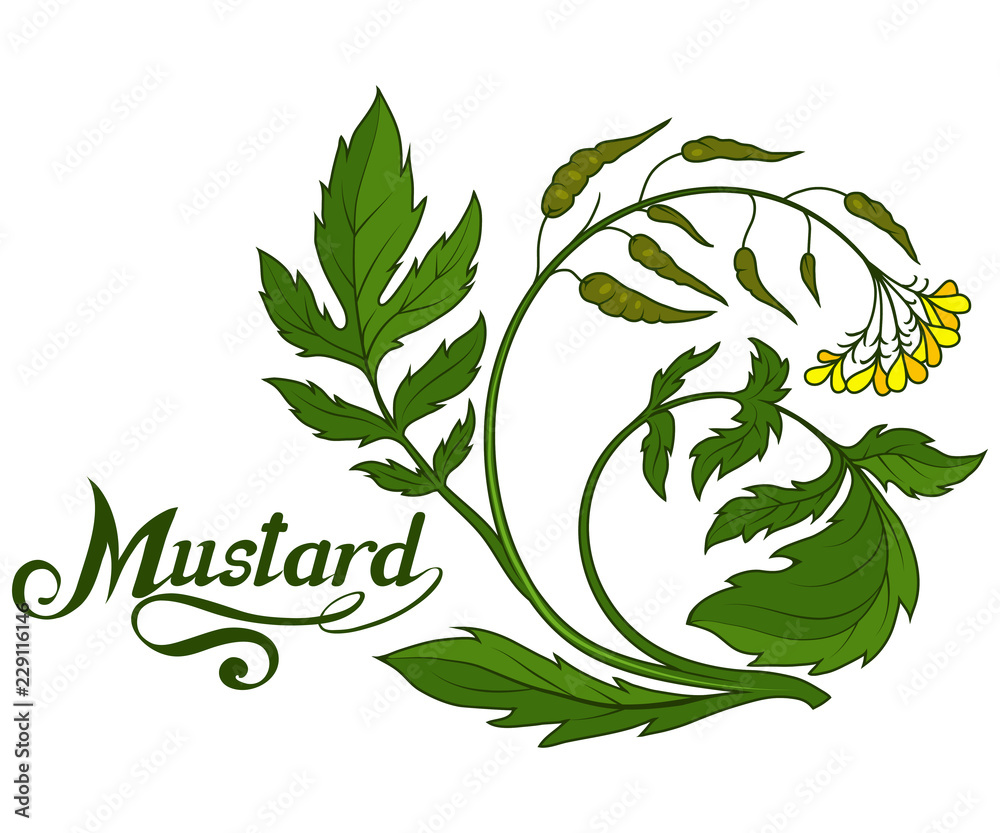 hand drawn mustard plant, spicy ingredient, mustard logo, healthy ...