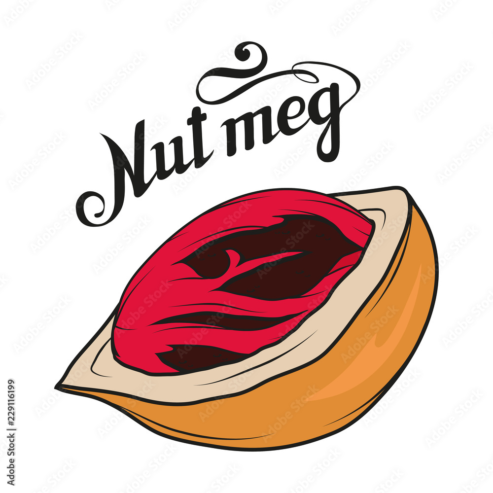 hand drawn nutmeg powder, spicy ingredient, nutmeg logo, healthy ...