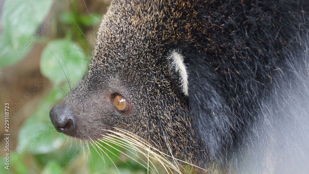 Binturong in National Zoo of Malaysia Stock Photo | Adobe Stock