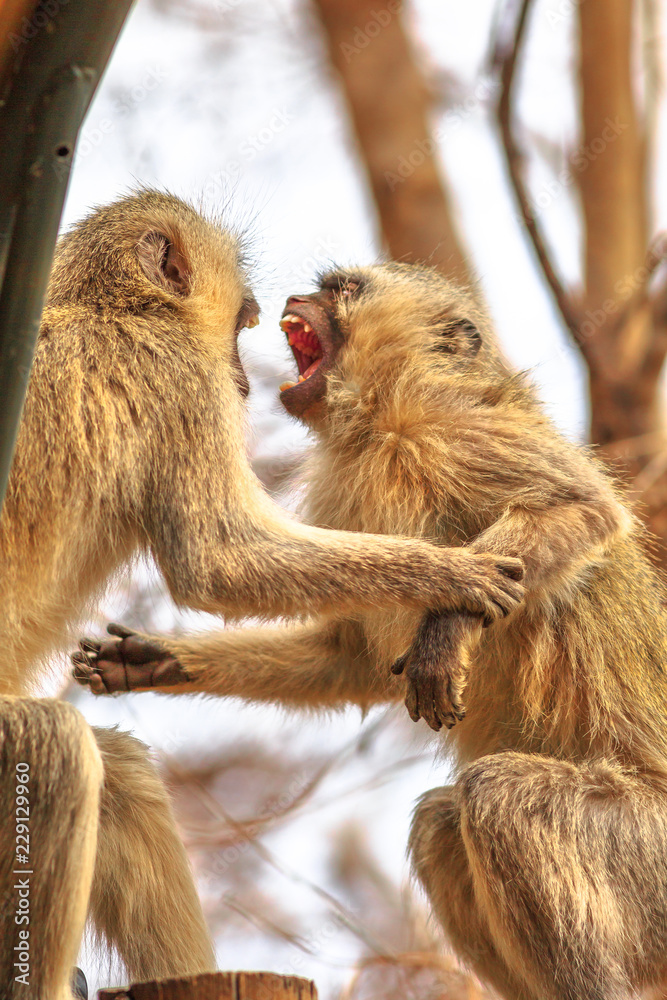 Two angry Vervet Monkeys with an open mouth fight for leadership. The ...