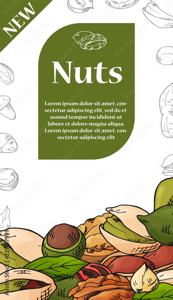 Natural nuts and seeds template. Hand drawn objects for your design ...