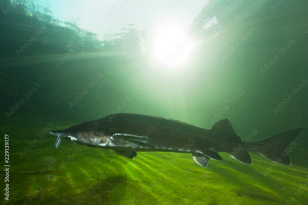 The biggest fish Beluga, Huso huso swimming in the river. Underwater ...