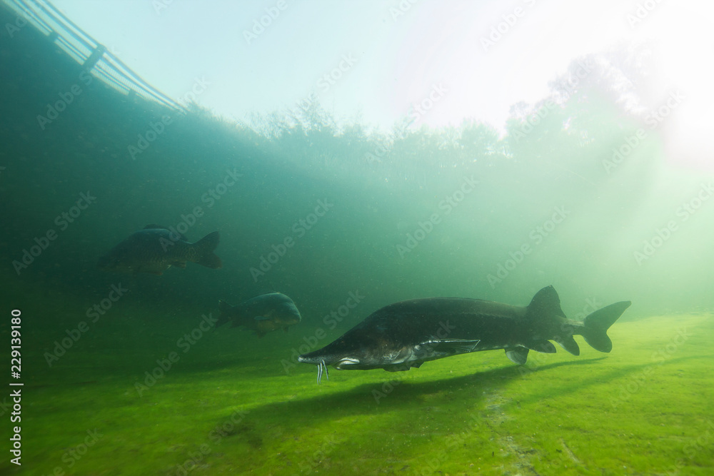 The biggest fish Beluga, Huso huso swimming in the river. Underwater ...