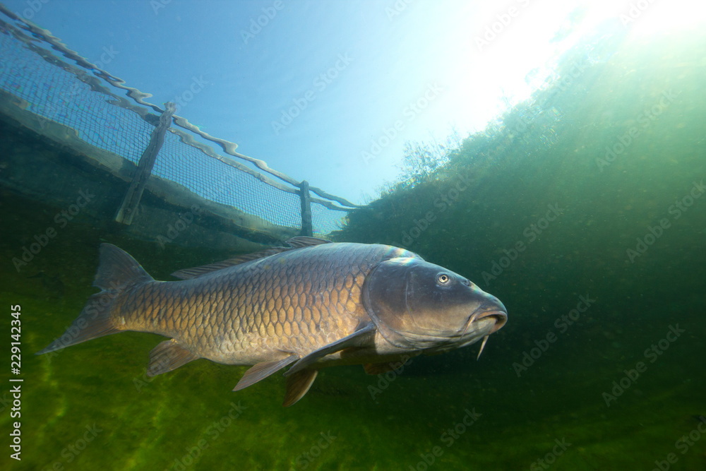 Freshwater fish carp (Cyprinus carpio) swimming in the beautiful clean ...