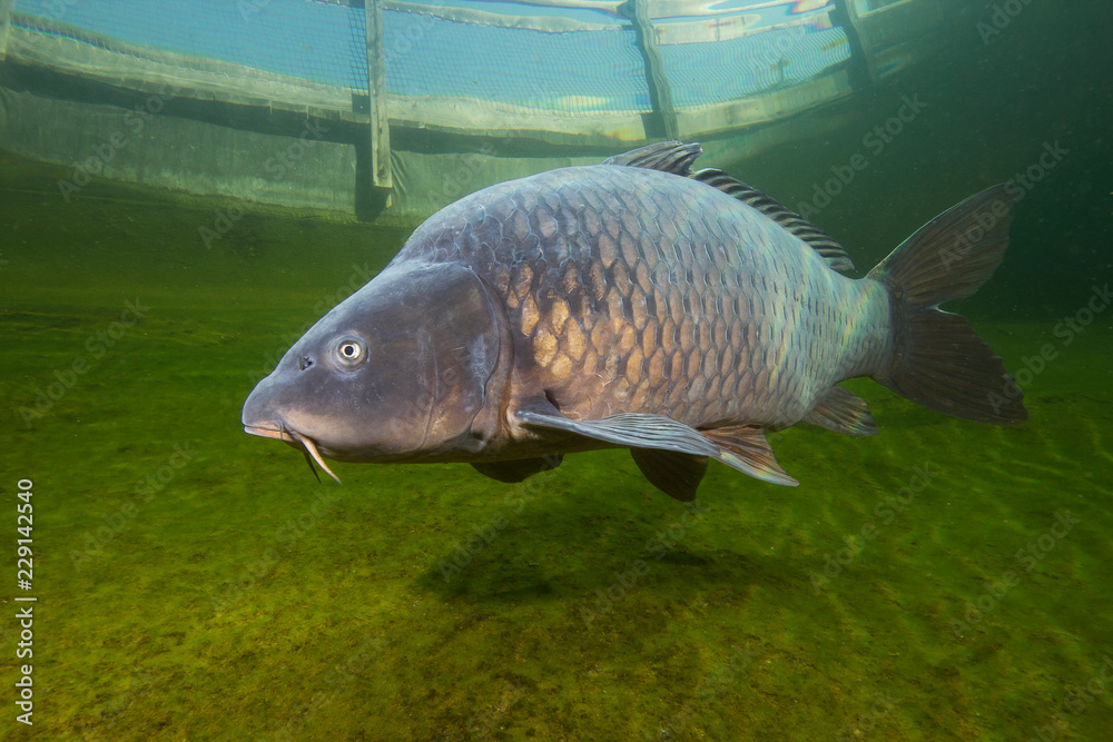Freshwater fish carp (Cyprinus carpio) swimming in the beautiful clean ...