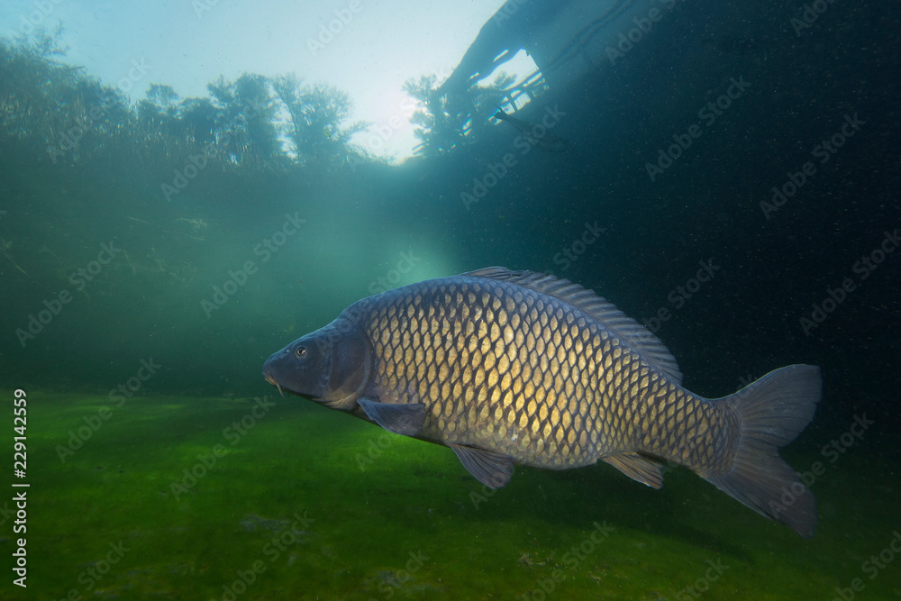 Freshwater fish carp (Cyprinus carpio) swimming in the beautiful clean ...