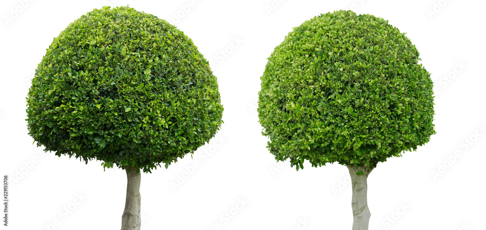 Buxus sempervirens Rotundifolia large-leaved box tree isolated on white ...