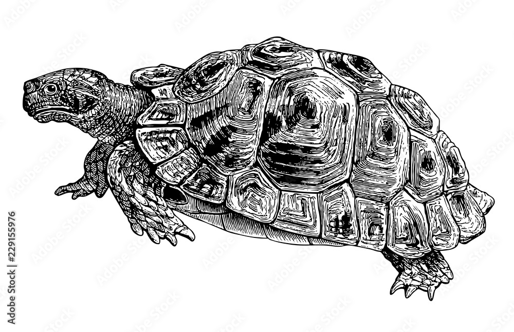 Common Tortoise Engraving Vintage Illustration Stock Vector | Adobe Stock