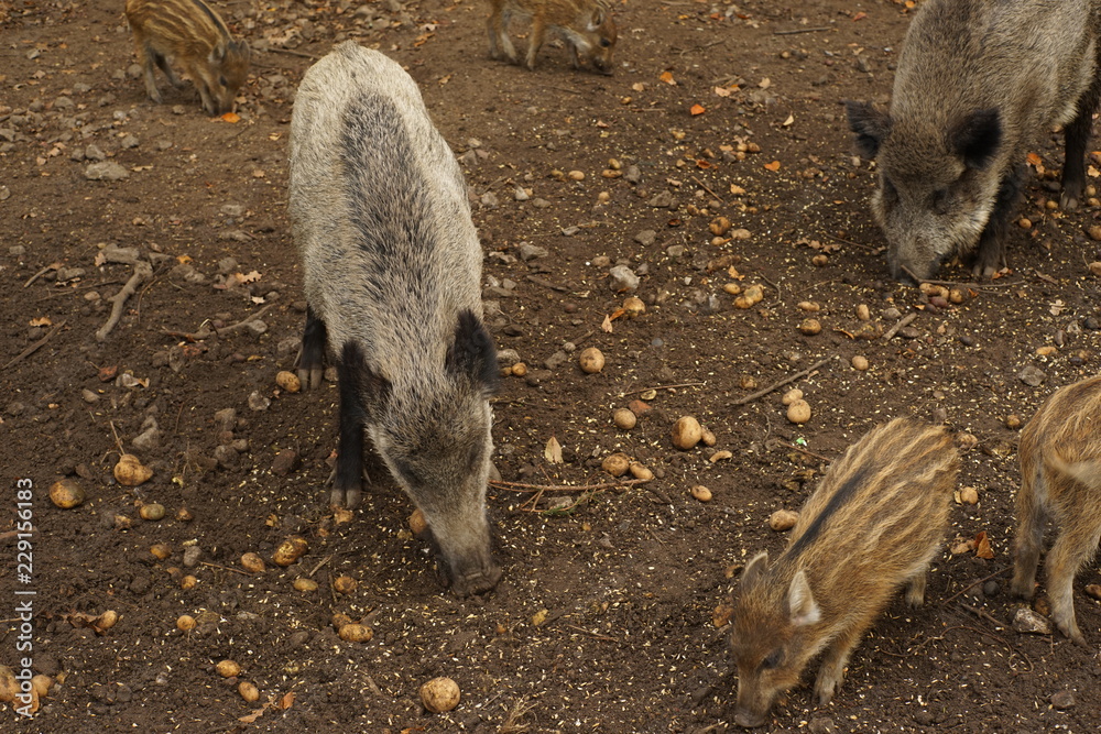 Altes Wildschwein mit weißem Fell Stock Photo | Adobe Stock