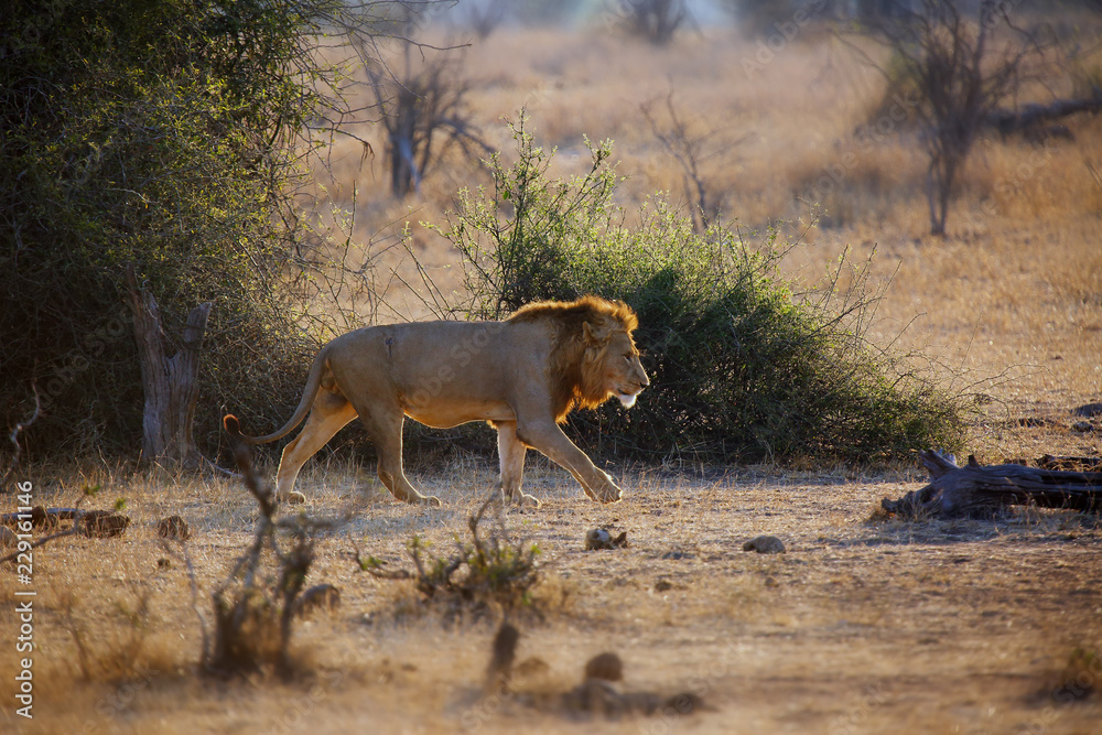 The Southern lion (Panthera leo melanochaita) also as the East-Southern ...