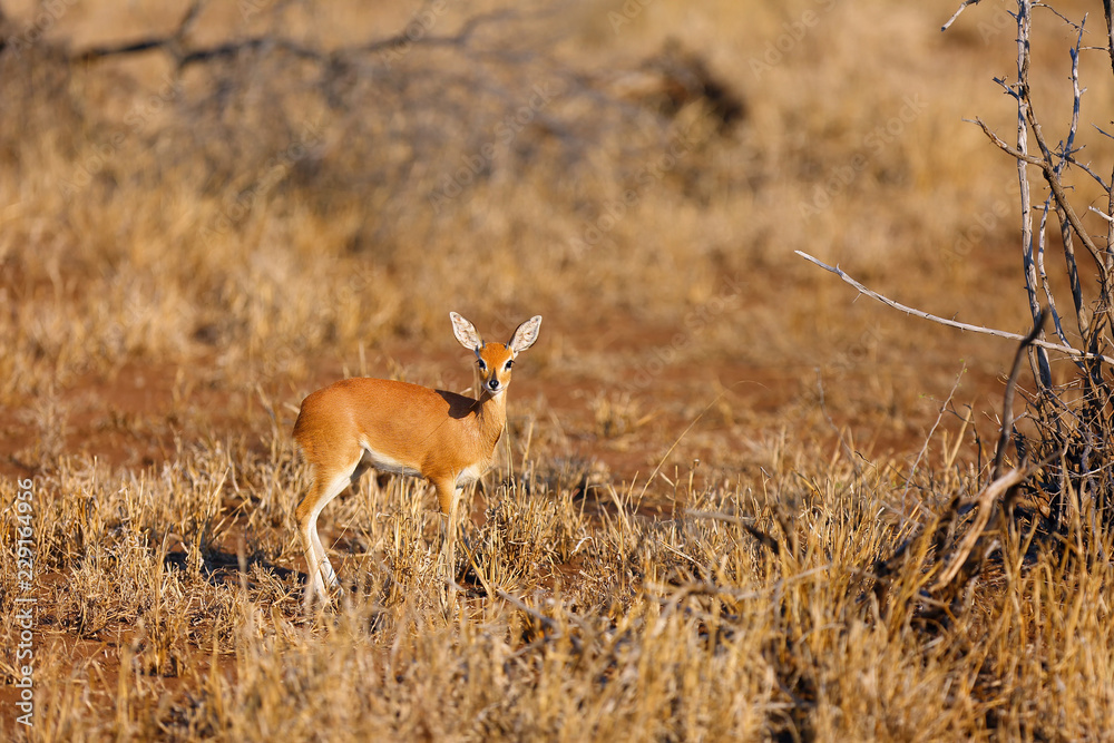 The steenbok (Raphicerus campestris) is hidden in bush. Young cute ...