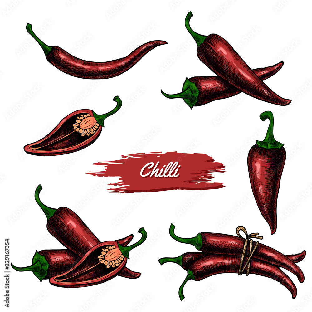 Vector chilli hand drawn sketch. Sketch vector food illustration ...