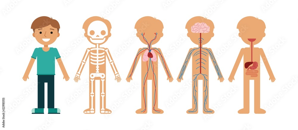 Boy body anatomy vector illustration. Human skeleton, circulatory ...
