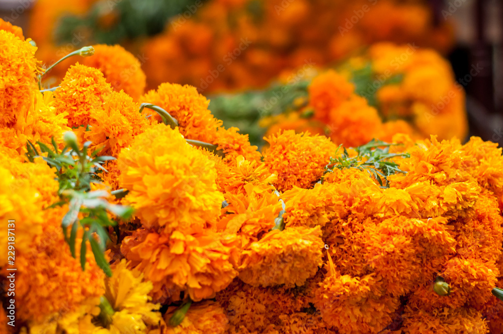 cempasuchil, flor de dia de muertos mexico foto de Stock | Adobe Stock