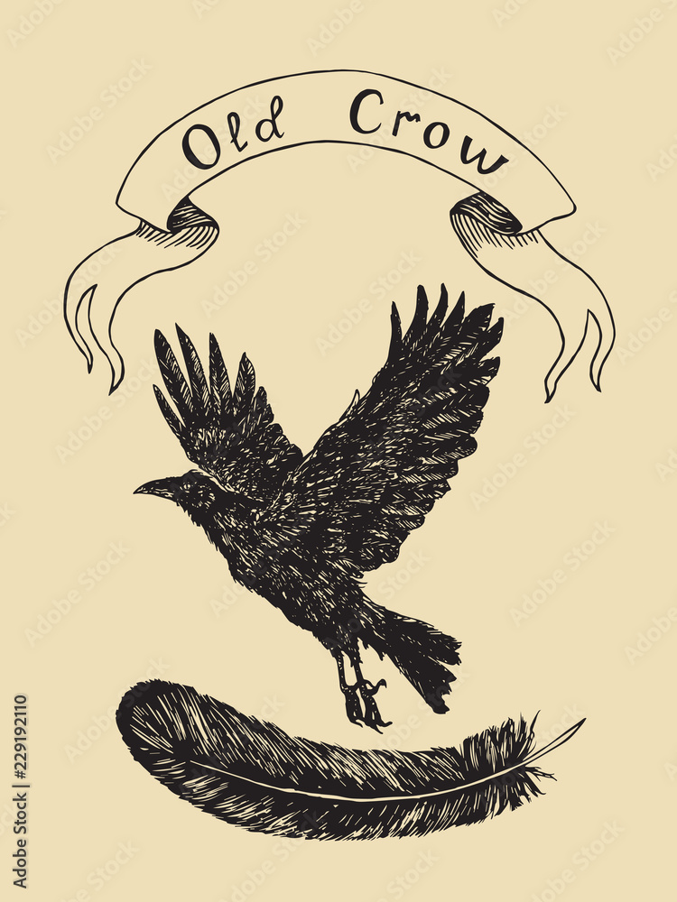 Crow flying with black feather and label banner old crow, hand drawn ...