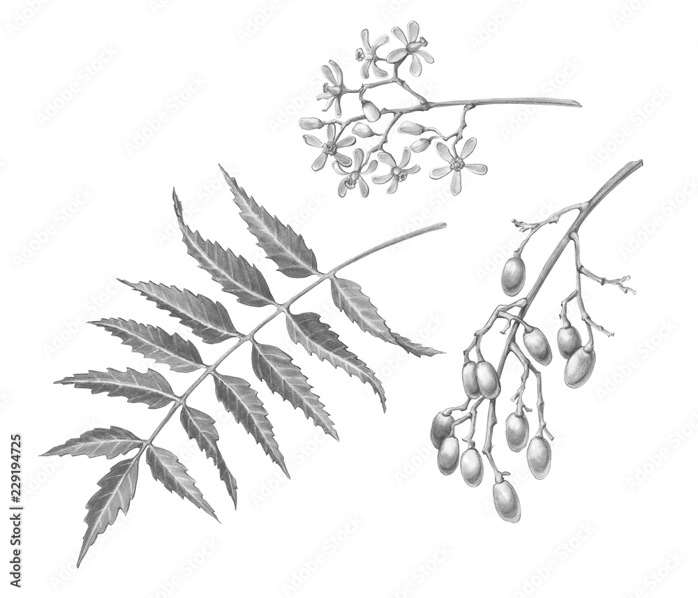 Neem tree leaf, flowers and fruit pencil illustration isolated on white ...